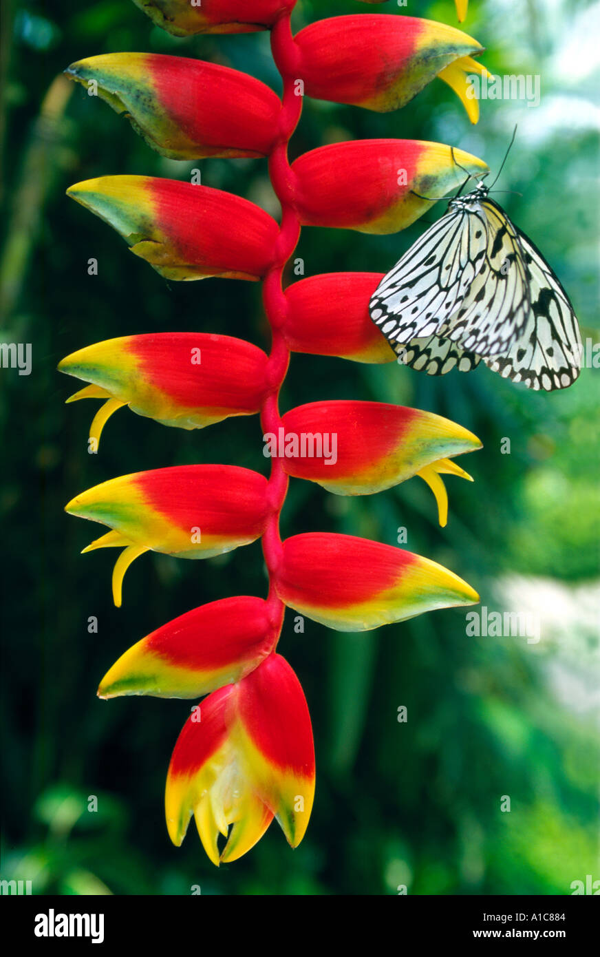 Butterfly and Heliconia in Penang Malaysia Stock Photo - Alamy