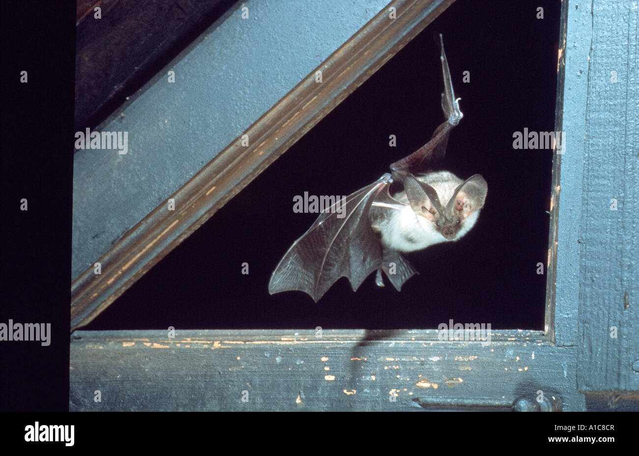 grey long-eared bat (Plecotus austriacus), flying through window Stock ...