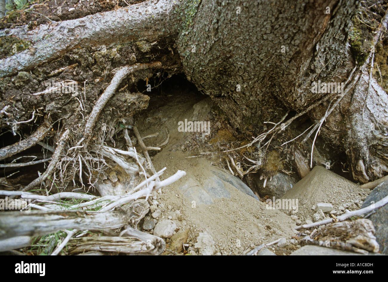 Otter den hi-res stock photography and images - Alamy