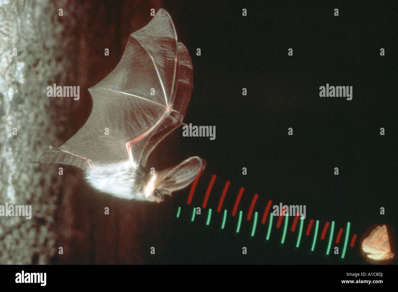 grey long-eared bat (Plecotus austriacus), photomontage: display of ...