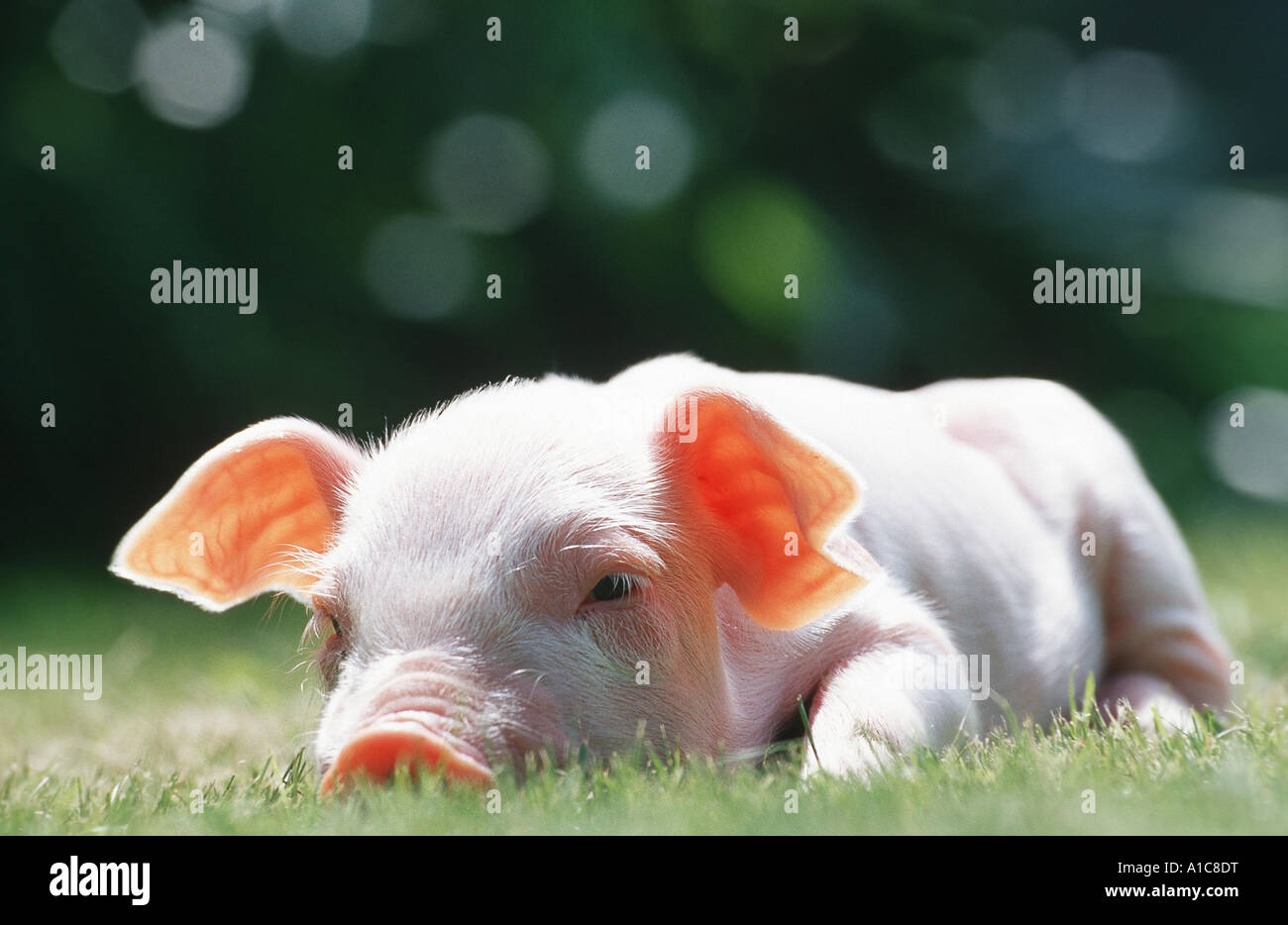 Old shoat hi-res stock photography and images - Alamy