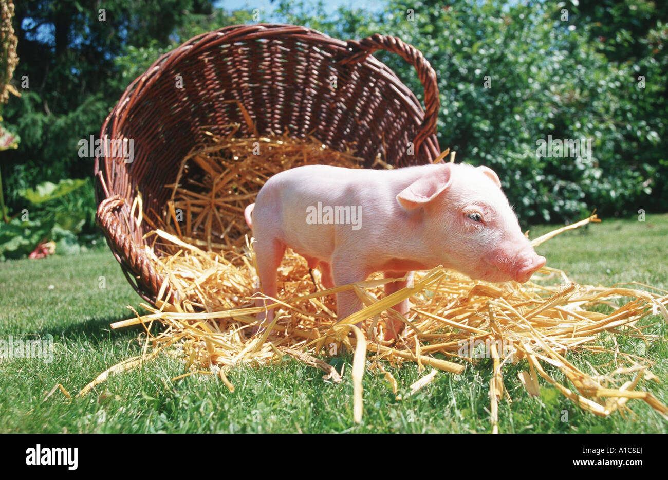 Two pigs standing side by side hi-res stock photography and images - Alamy