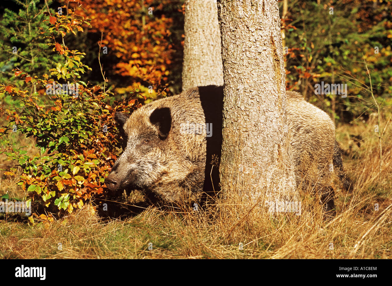 Female standing between trees hi-res stock photography and images - Alamy