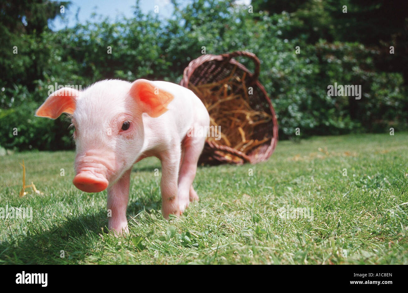 Running Shoat High Resolution Stock Photography and Images - Alamy