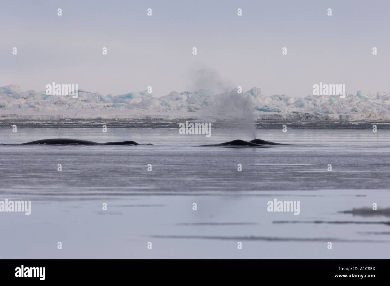 bowhead whales Balaena mysticetus in an open lead on the frozen Chukchi ...