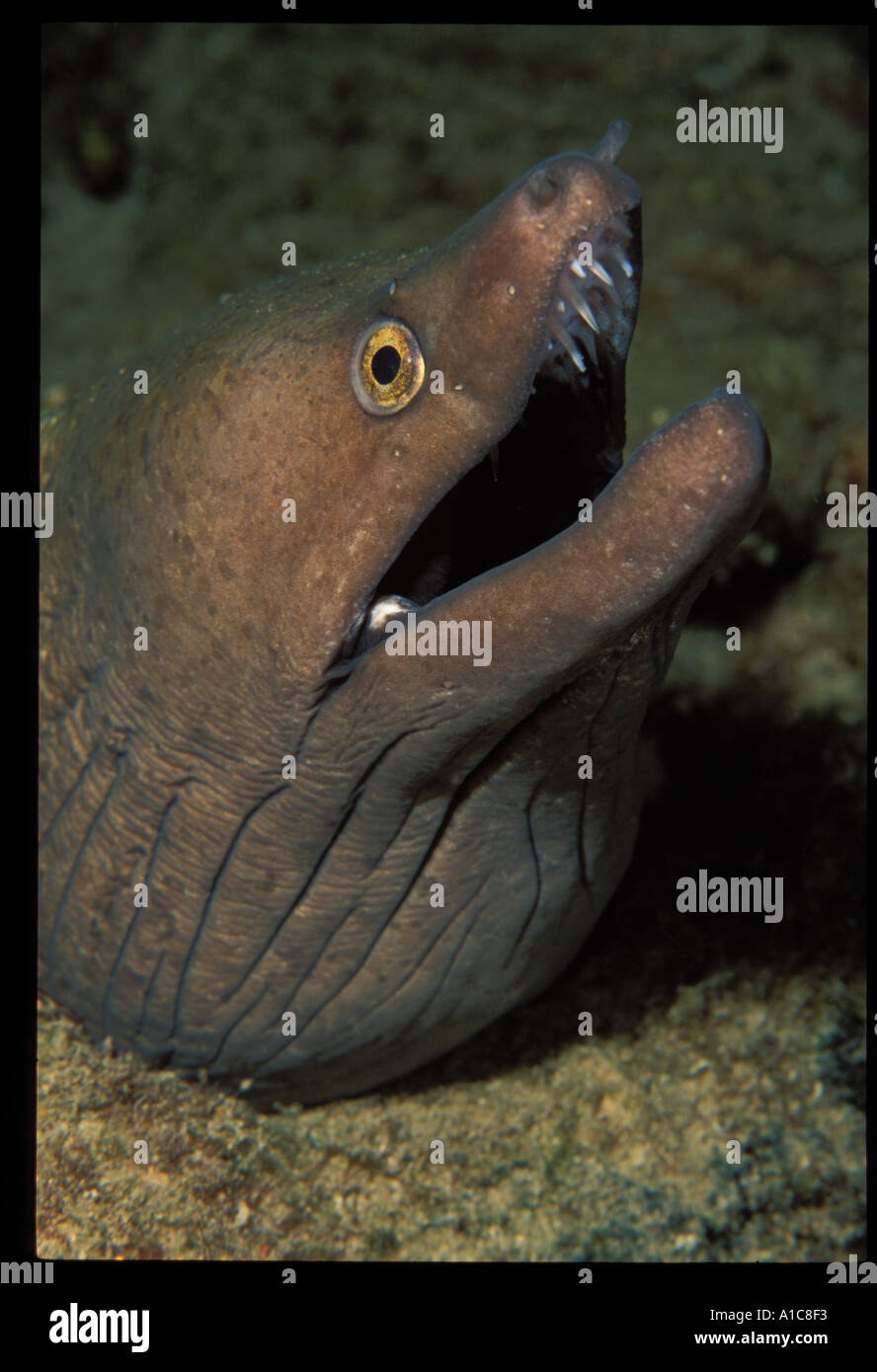 purple mouth moray with open mouth Stock Photo - Alamy