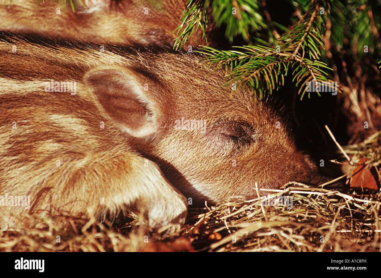 wild boar - shote sleeping / Sus scrofa Stock Photo - Alamy
