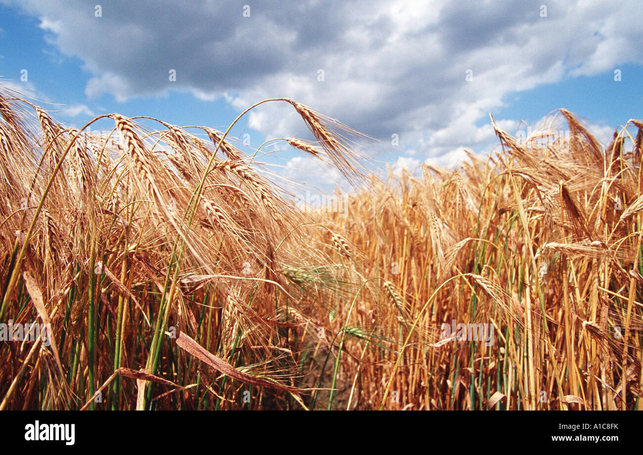 common barley, six-rowed barley (Hordeum vulgare), corn field, grain ...