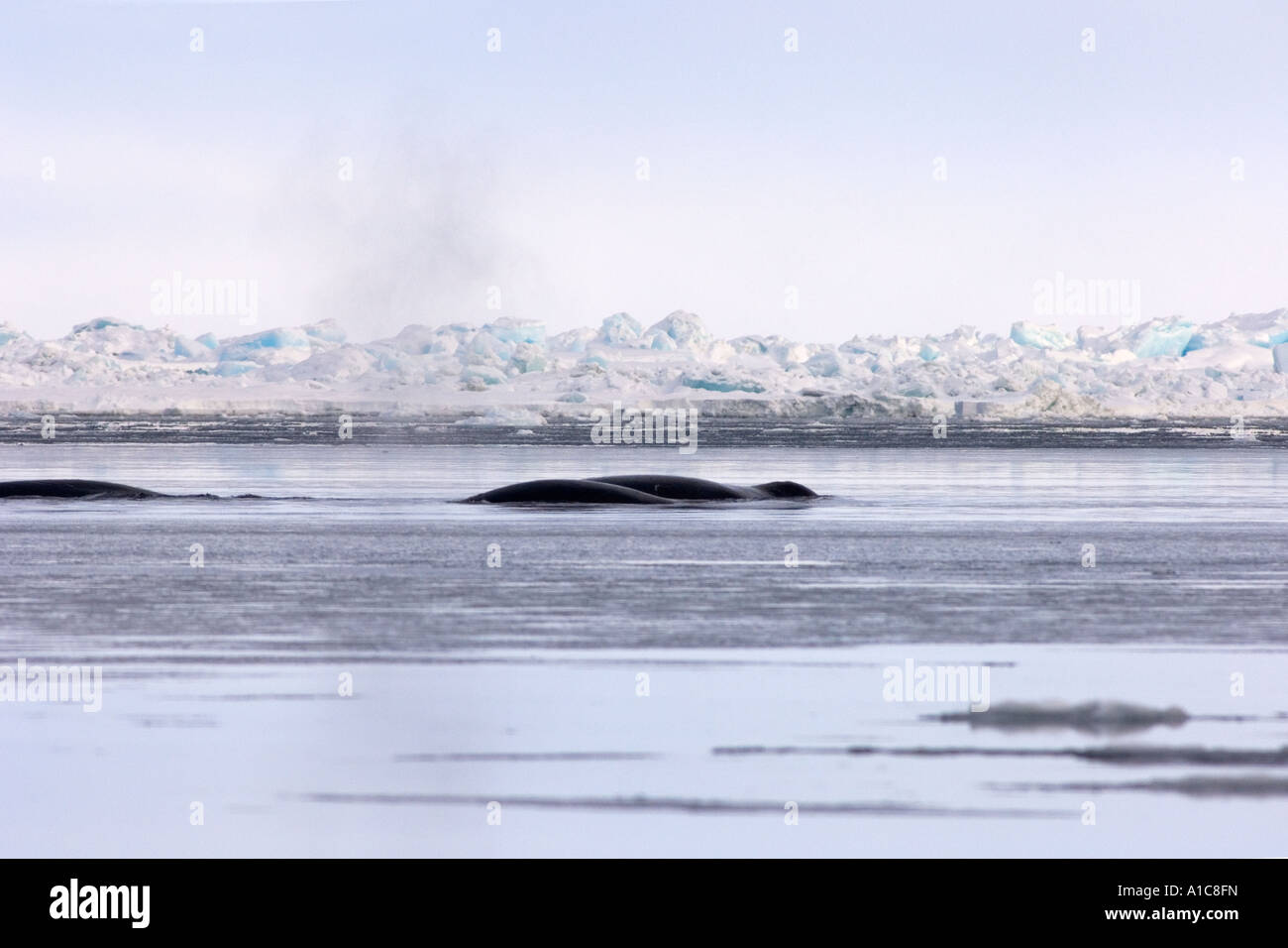 bowhead whales Balaena mysticetus in an open lead on the frozen Chukchi ...