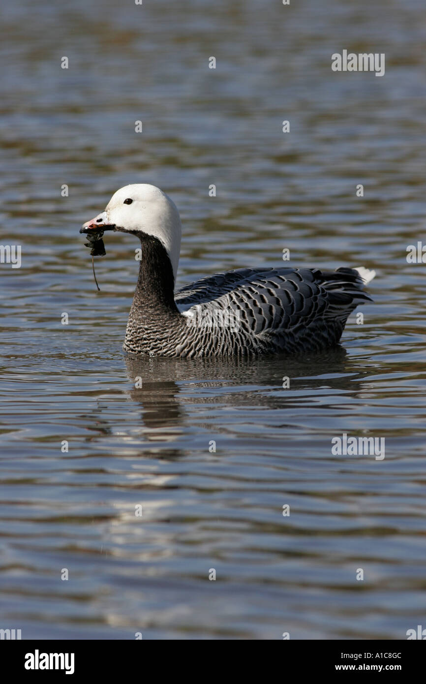 goose on water Stock Photo - Alamy