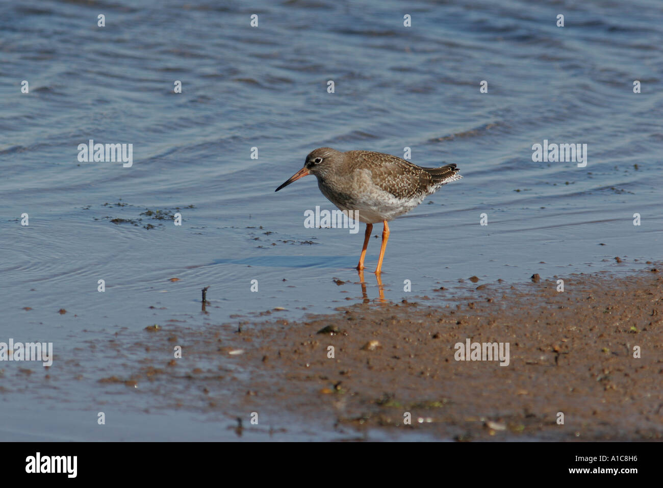 Redshank wading bird hi-res stock photography and images - Alamy