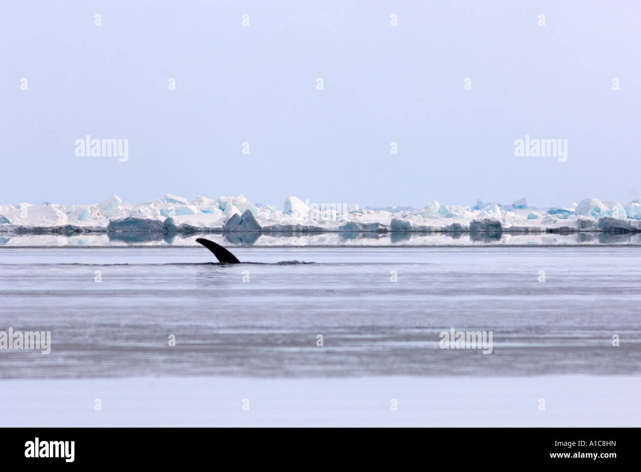 bowhead whale Balaena mysticetus in an open lead on the frozen Chukchi ...