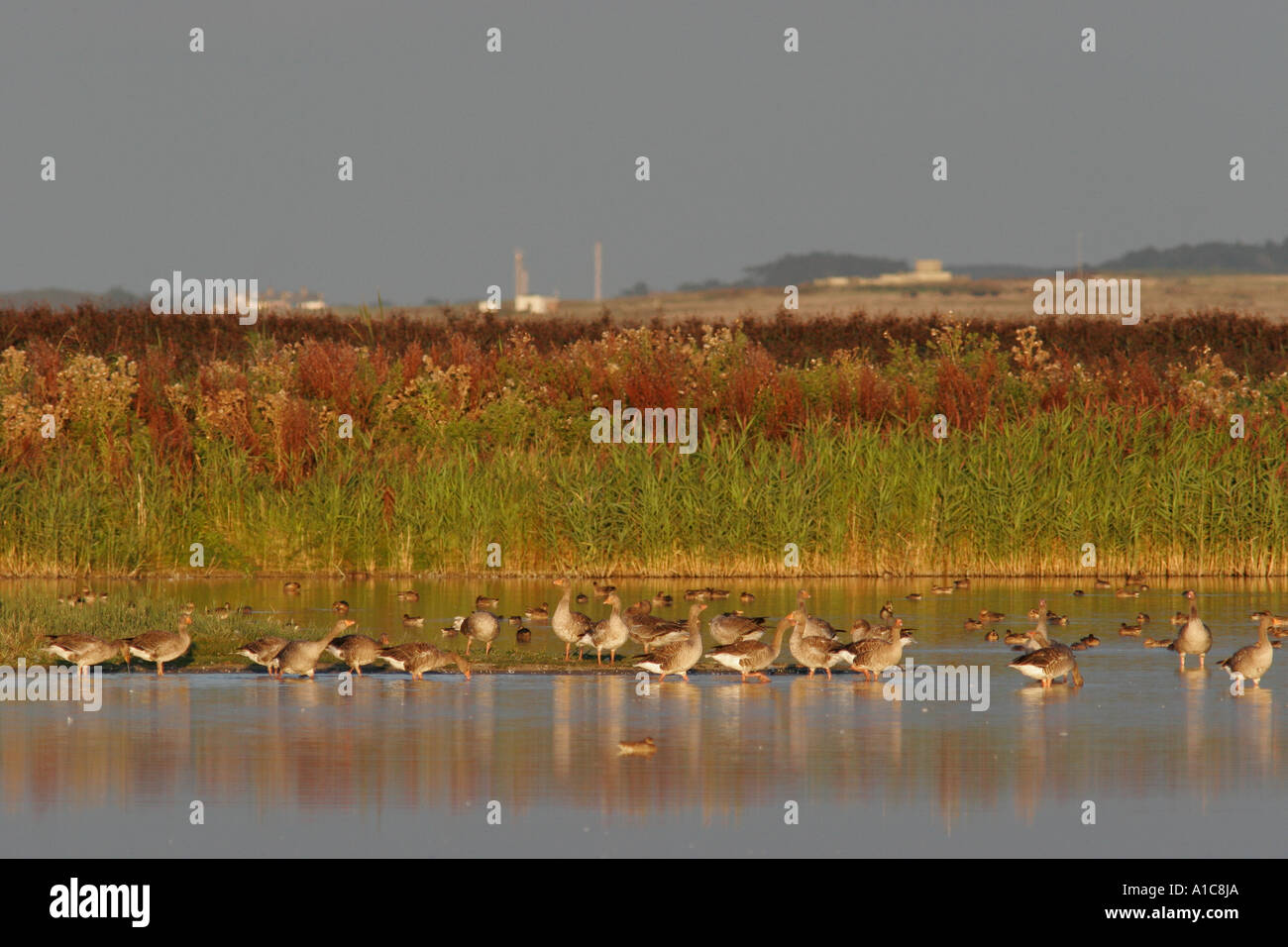 Cley nature reserve hi-res stock photography and images - Alamy