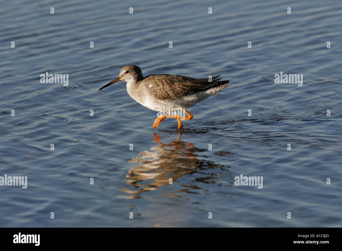 Redshank wading bird hi-res stock photography and images - Alamy