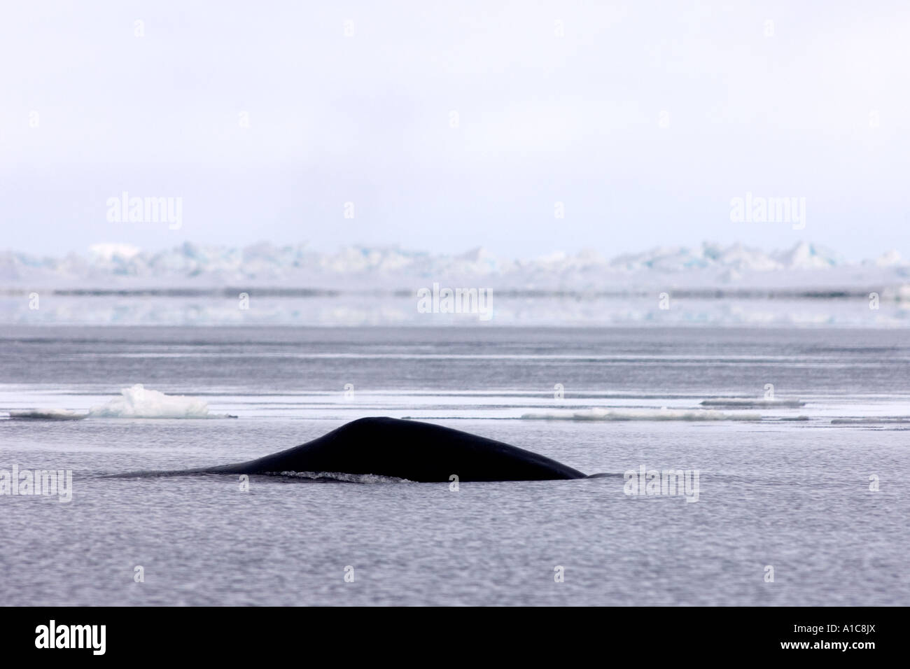 bowhead whale Balaena mysticetus in an open lead on the frozen Chukchi ...