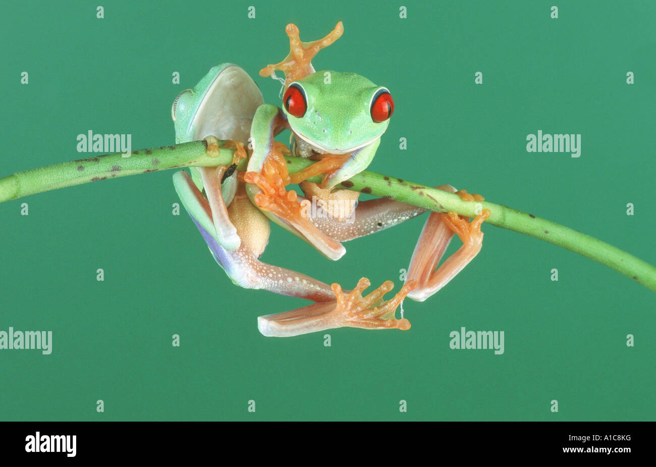 Agalychnis callidryas two hi-res stock photography and images - Alamy