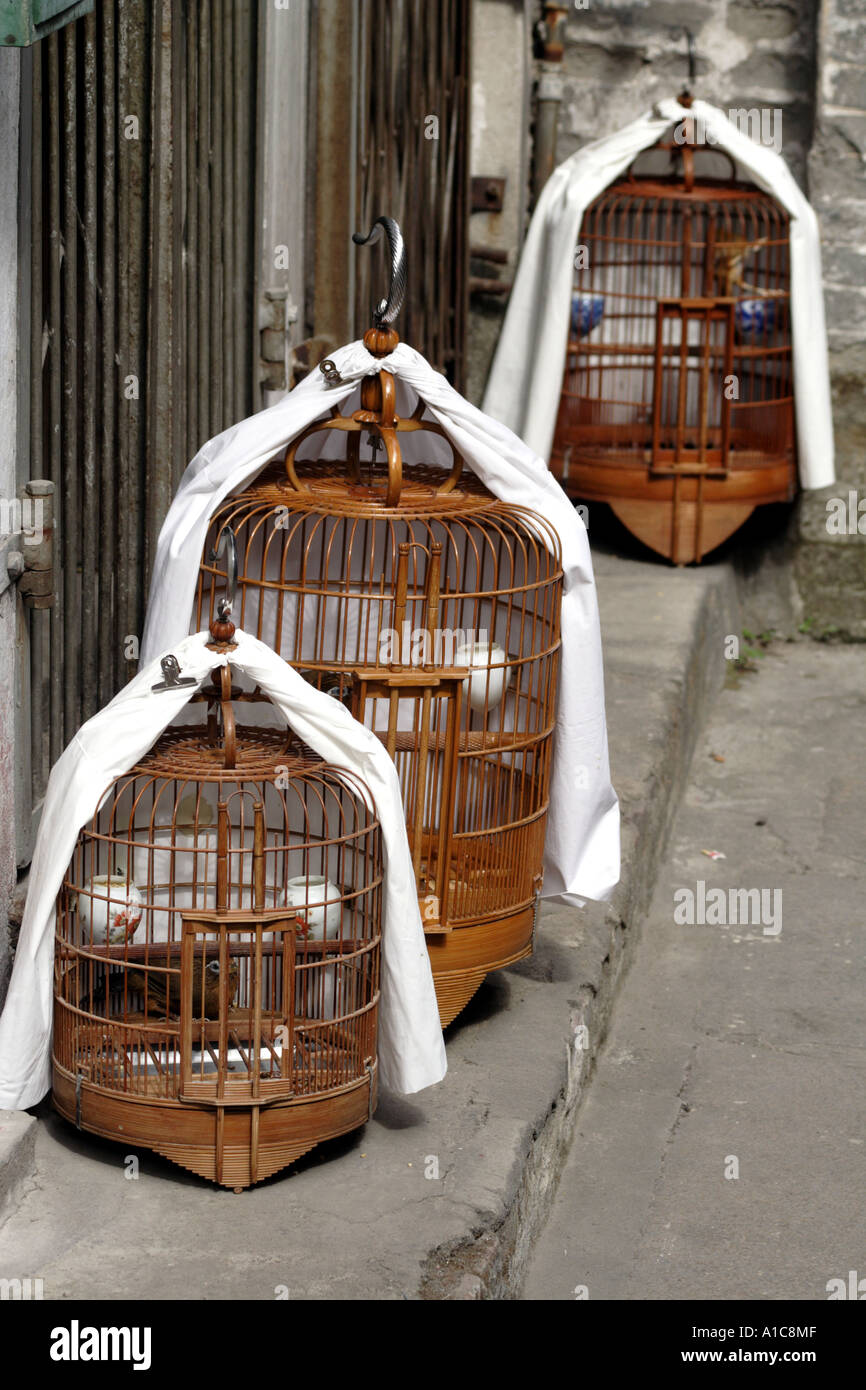Birds of southern china hi-res stock photography and images - Alamy
