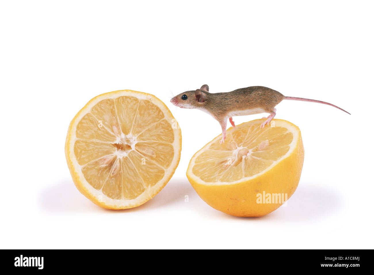 African pygmy mouse (Mus minutoides), on lemon Stock Photo - Alamy