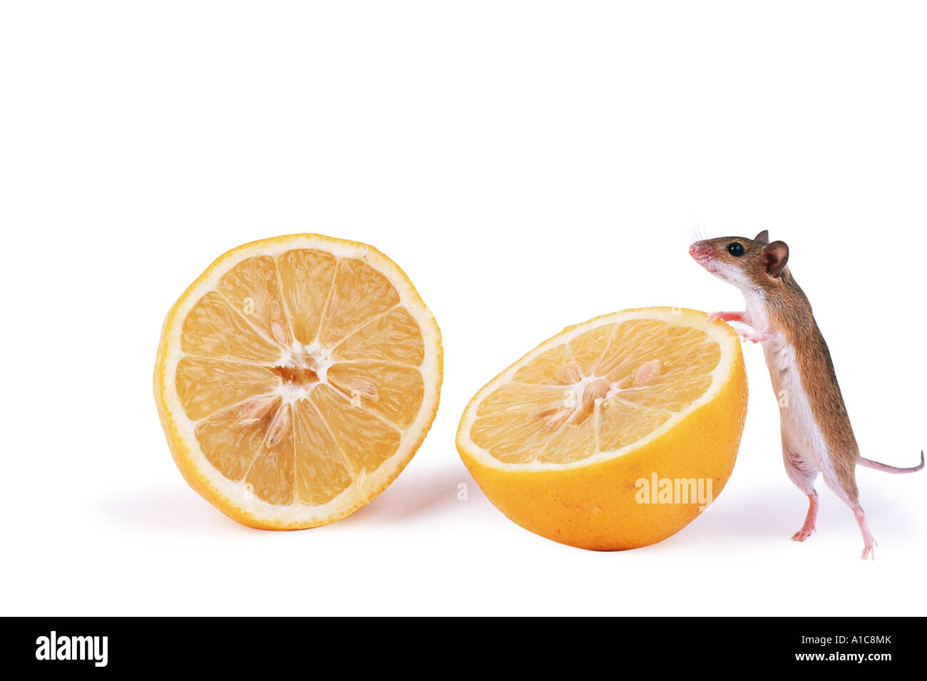 African pygmy mouse (Mus minutoides), on lemon Stock Photo - Alamy