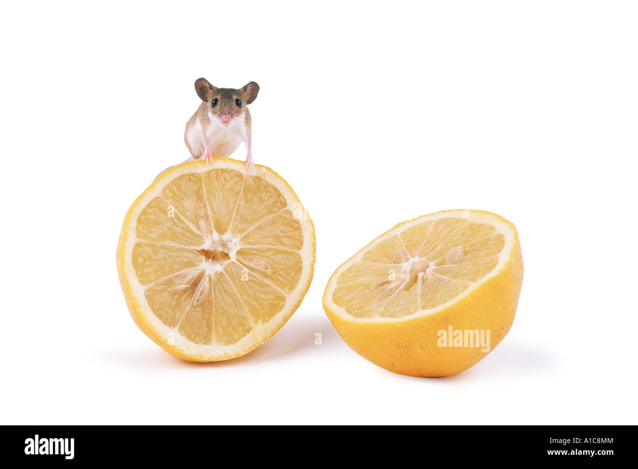 African pygmy mouse (Mus minutoides), on lemon Stock Photo - Alamy