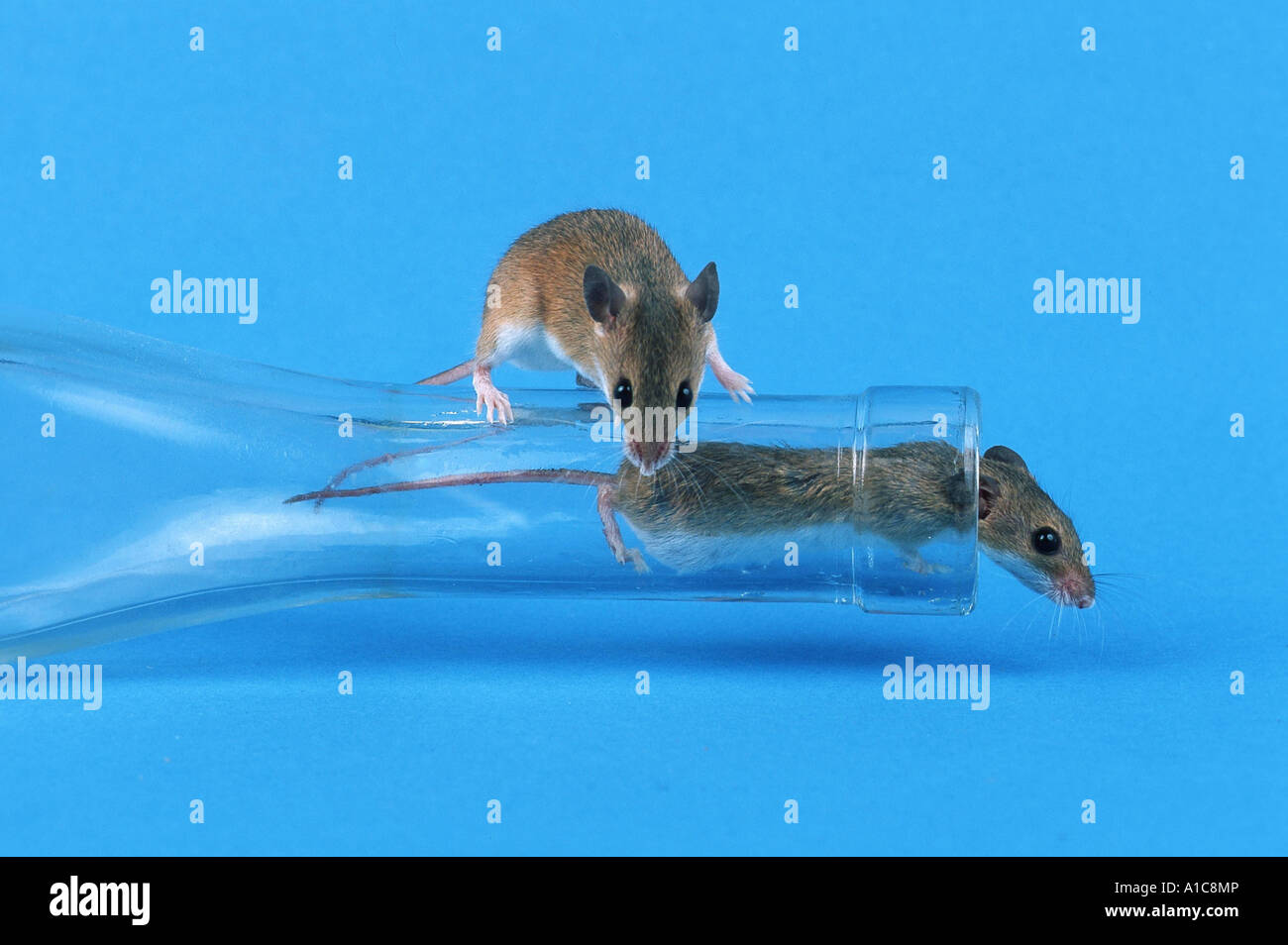 African Pygmy Mouse High Resolution Stock Photography and Images - Alamy