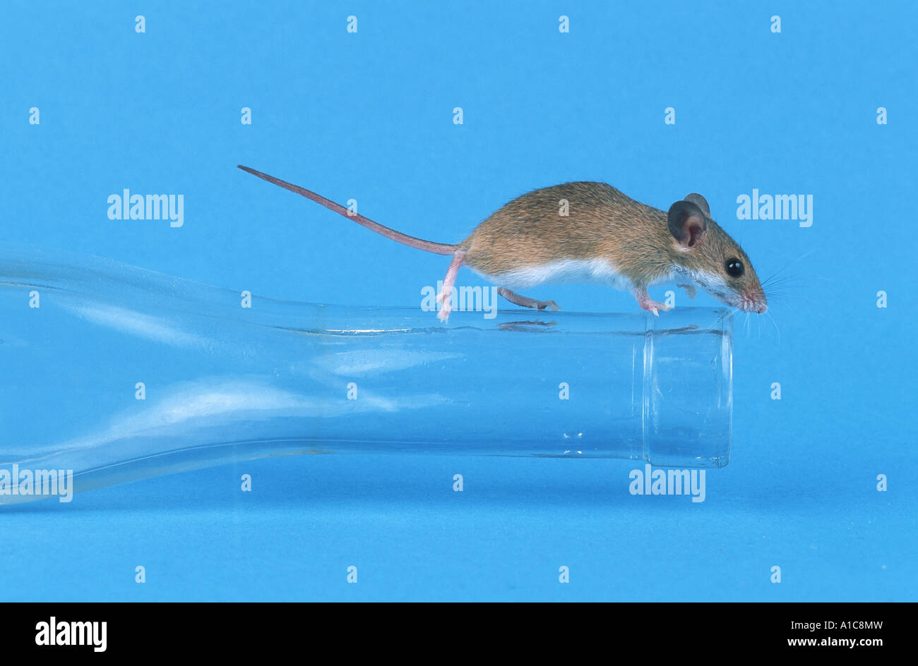 African pygmy mouse (Mus minutoides), on bottle Stock Photo - Alamy