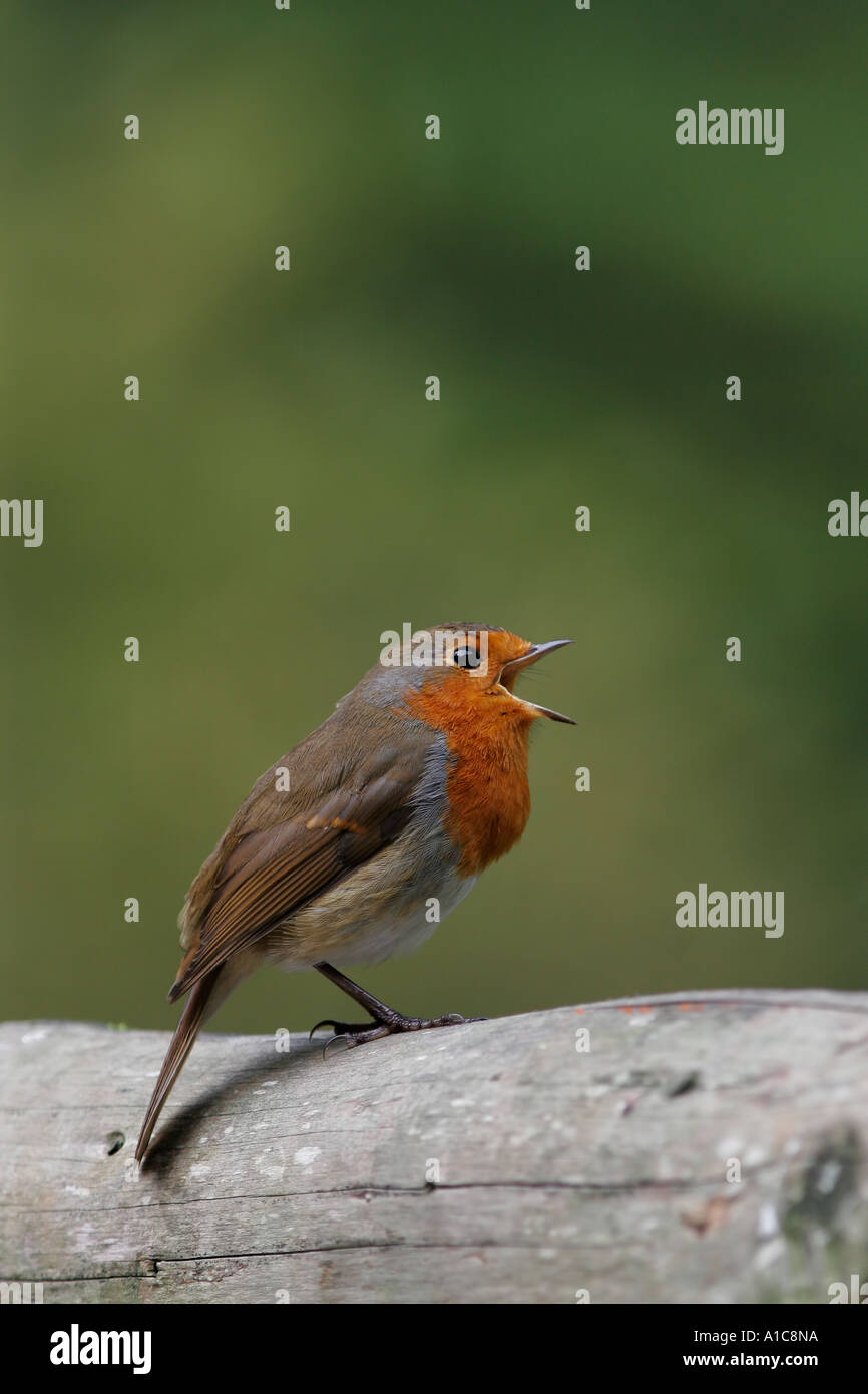 Singing bird robin hi-res stock photography and images - Alamy