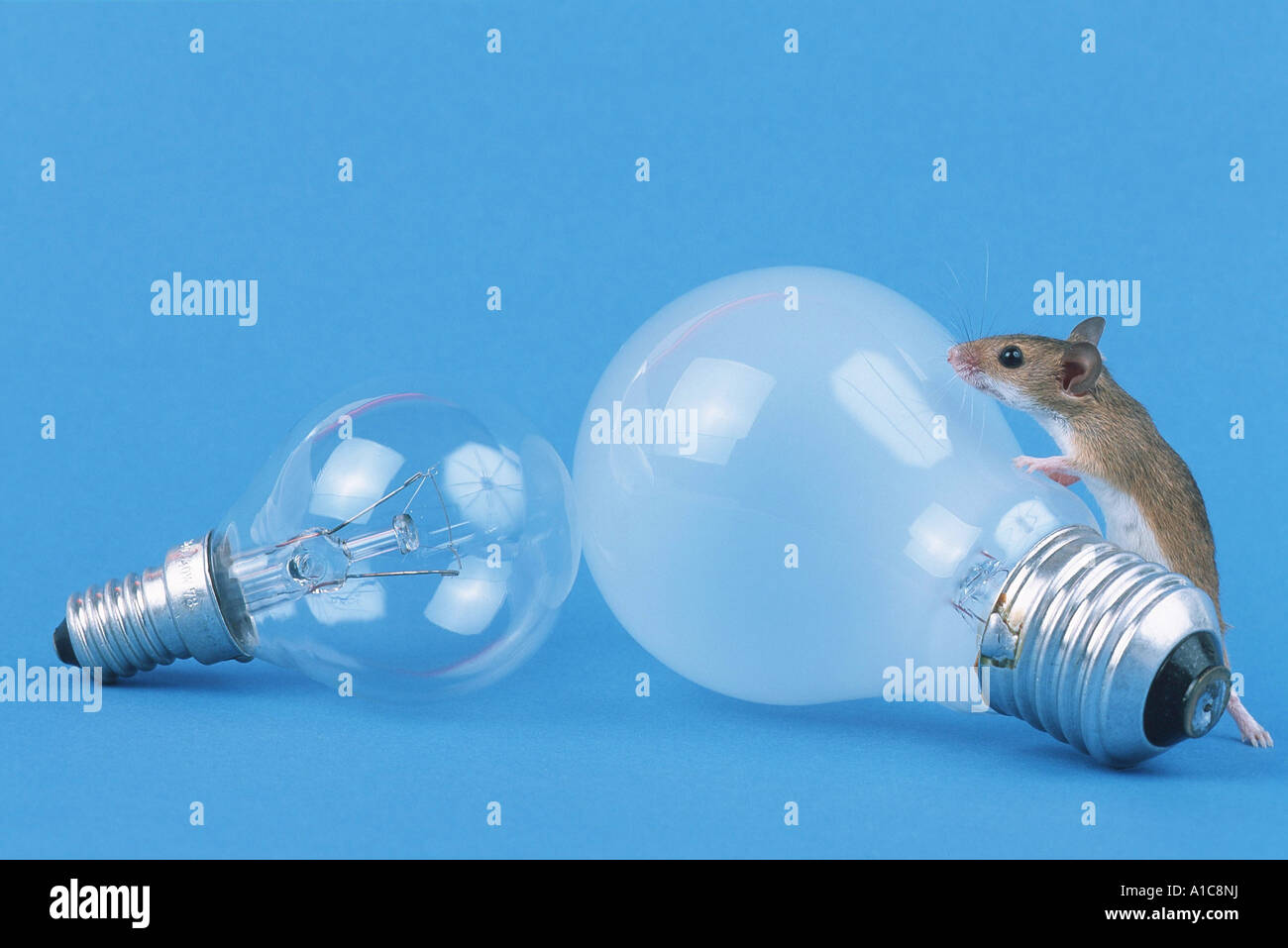 African pygmy mouse (Mus minutoides), on electric bulb Stock Photo - Alamy