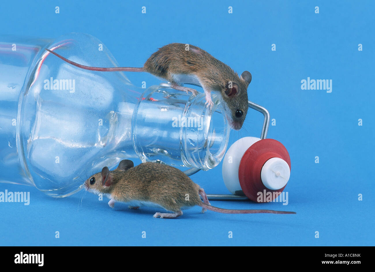 African pygmy mouse (Mus minutoides), at empty bottle Stock Photo - Alamy