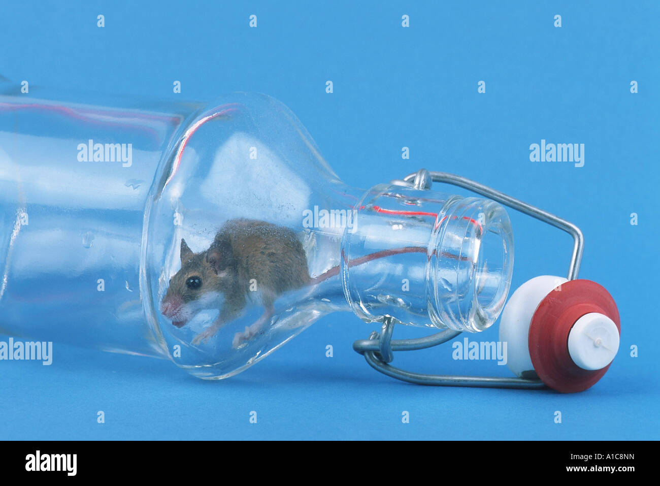 African pygmy mouse (Mus minutoides), in empty bottle Stock Photo - Alamy
