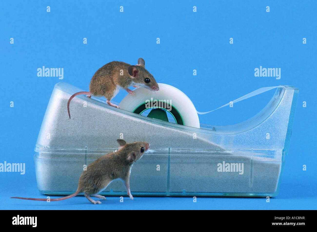 African pygmy mouse (Mus minutoides), on roll of adhesive tape Stock ...