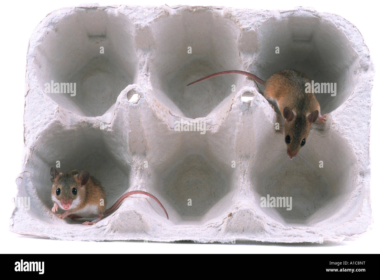African pygmy mouse (Mus minutoides), two individuals in egg carton ...