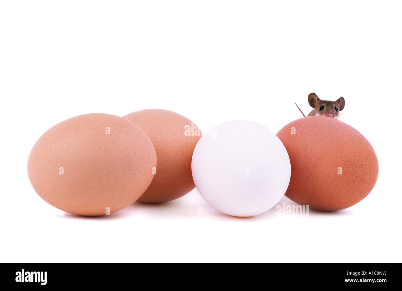 African pygmy mouse (Mus minutoides), on eggs Stock Photo - Alamy