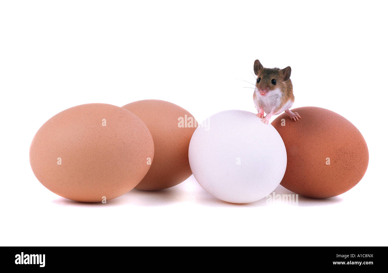 African pygmy mouse (Mus minutoides), on eggs Stock Photo - Alamy