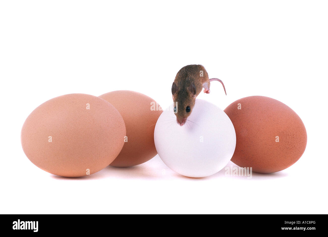 African pygmy mouse (Mus minutoides), on eggs Stock Photo - Alamy