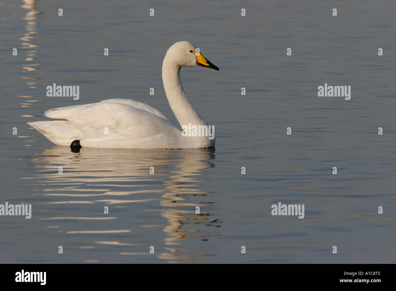 Lancashire winter swan hi-res stock photography and images - Alamy