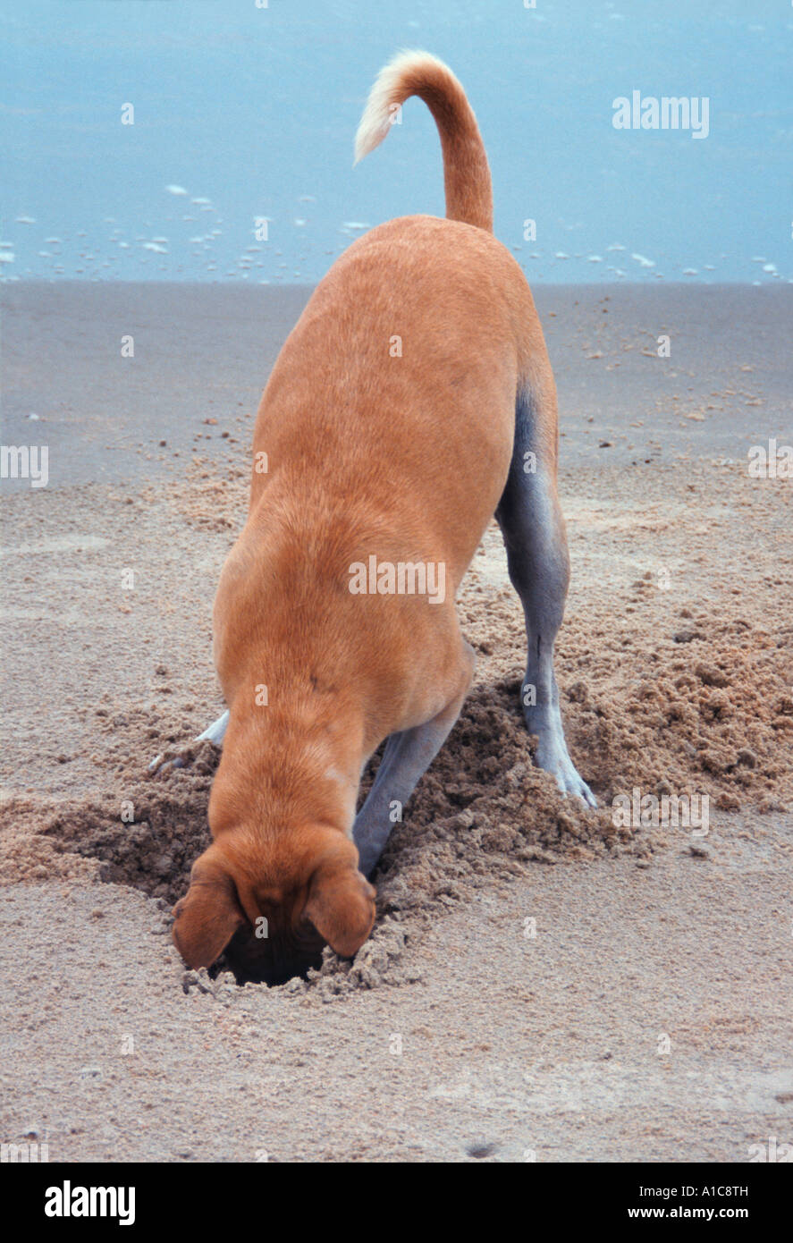 Dog digging a hole in the sandy beach Stock Photo - Alamy