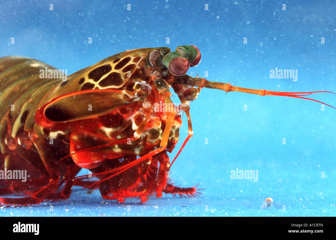 Photo mantis shrimp sea hi-res stock photography and images - Alamy