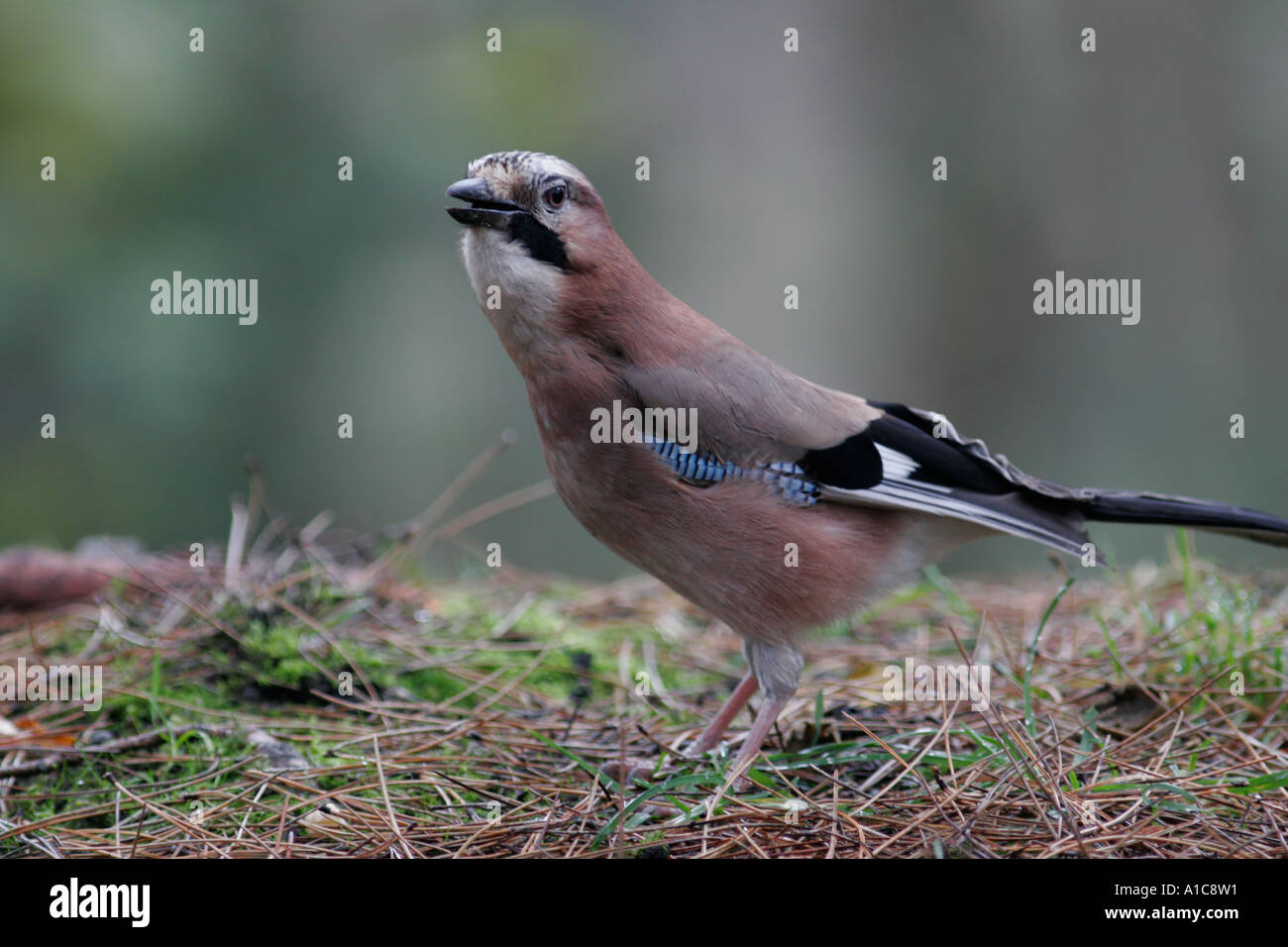 Jay woodland hi-res stock photography and images - Alamy