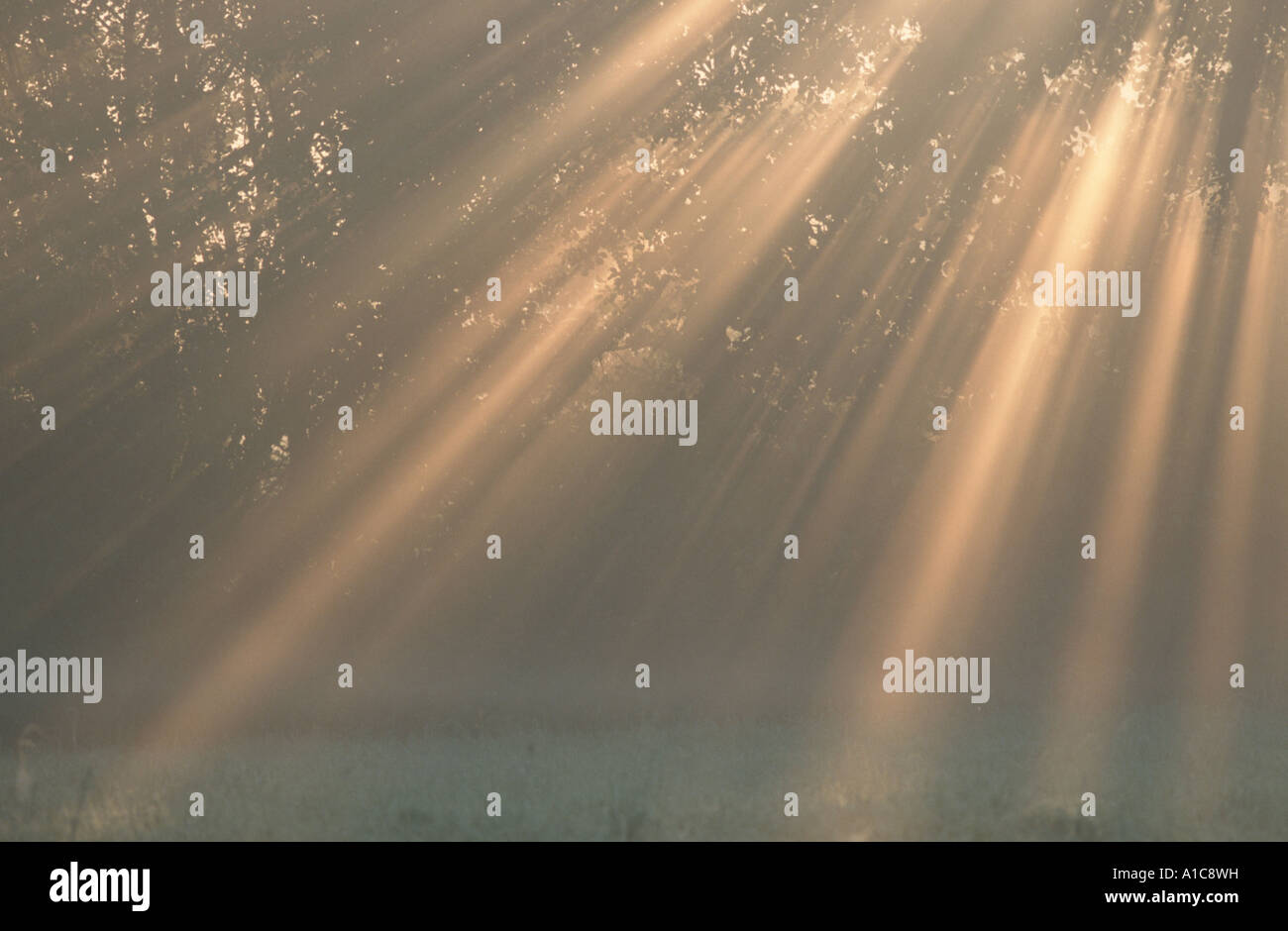 morning sun beams Stock Photo - Alamy