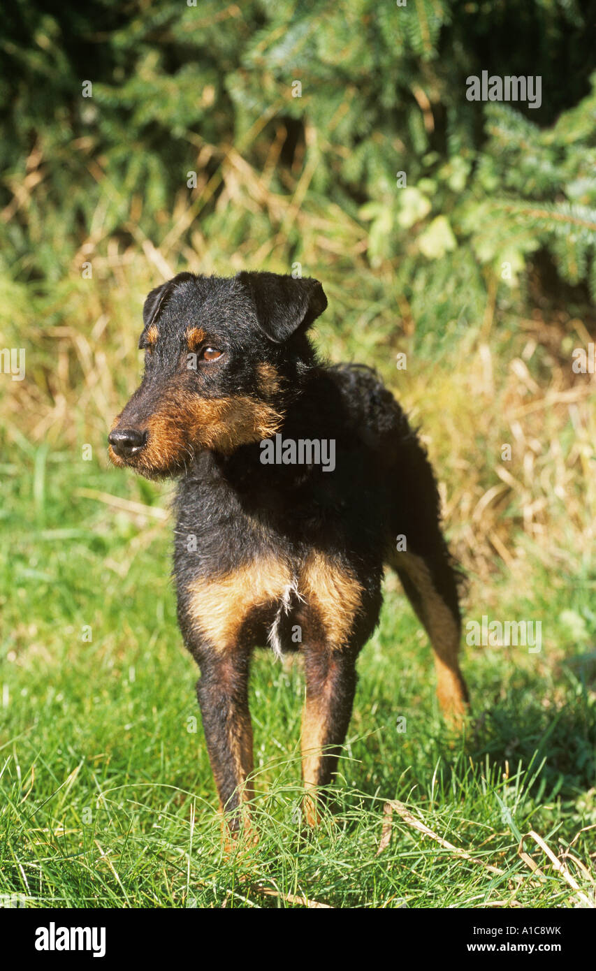 terrier - standing on meadow Stock Photo - Alamy