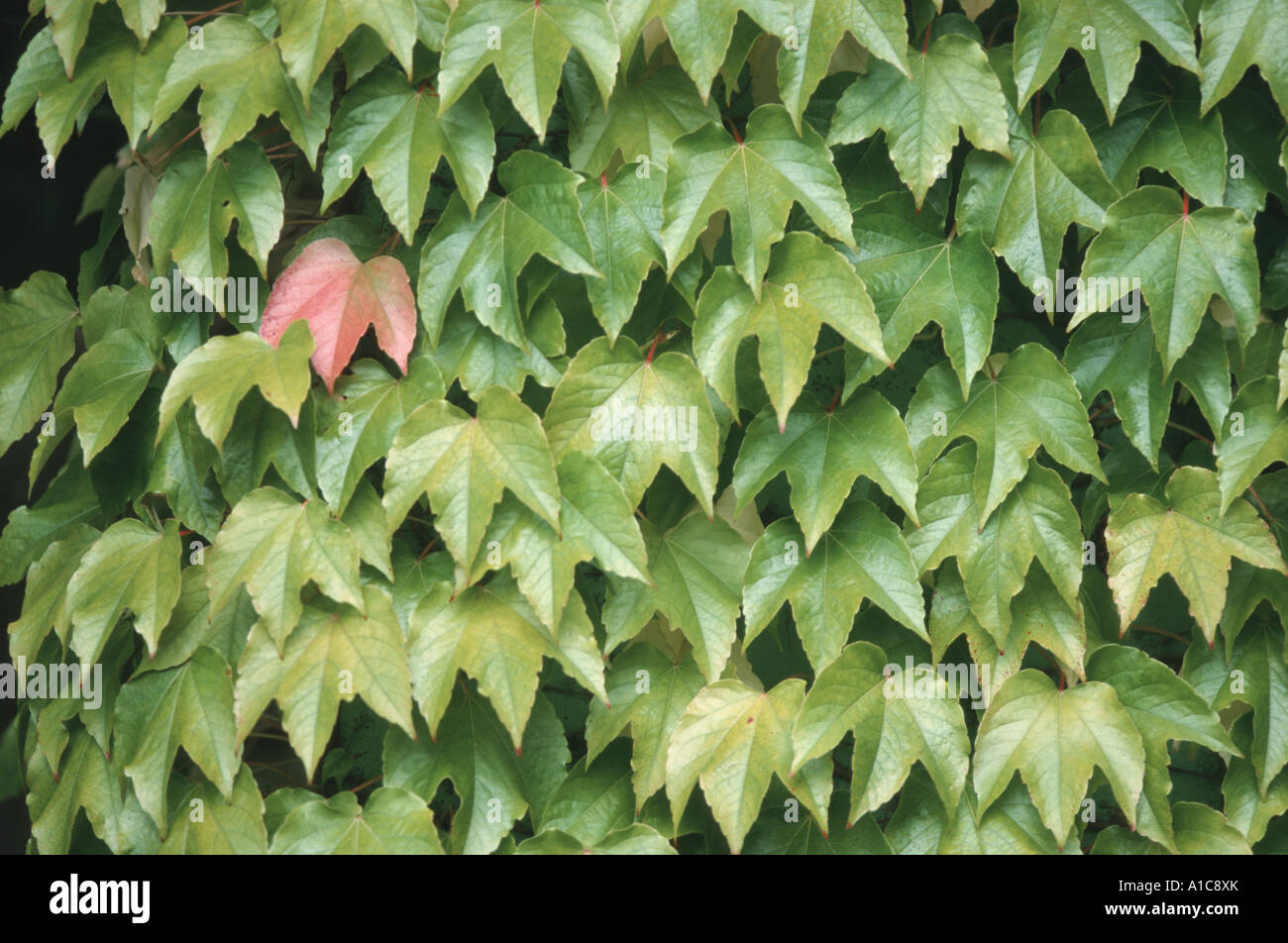 Boston ivy, Japanese creeper (Parthenocissus tricuspidata), greenery ...