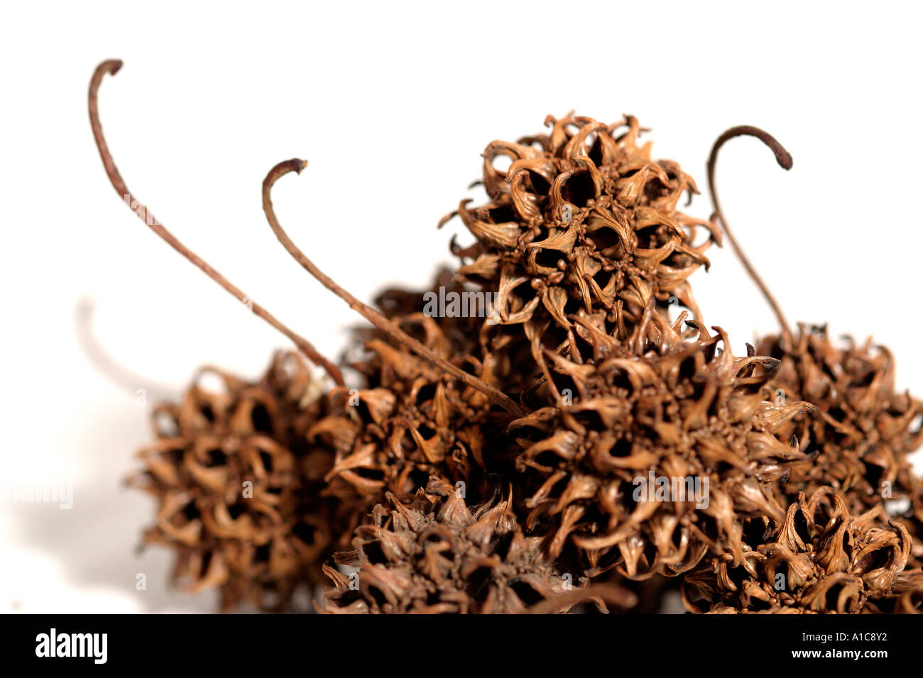 Seed pods with stems Stock Photo - Alamy