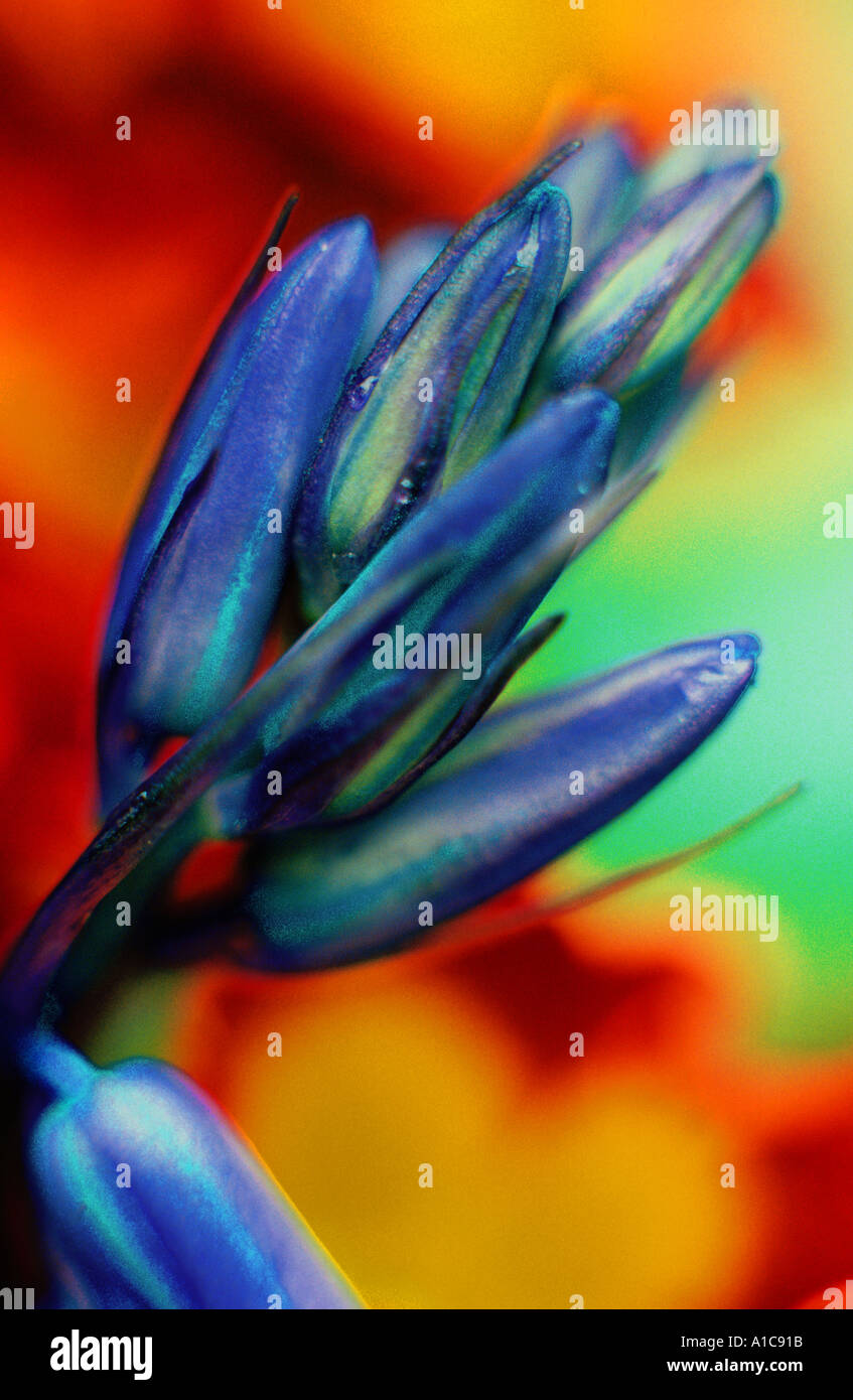 Bluebell flower buds hi-res stock photography and images - Alamy