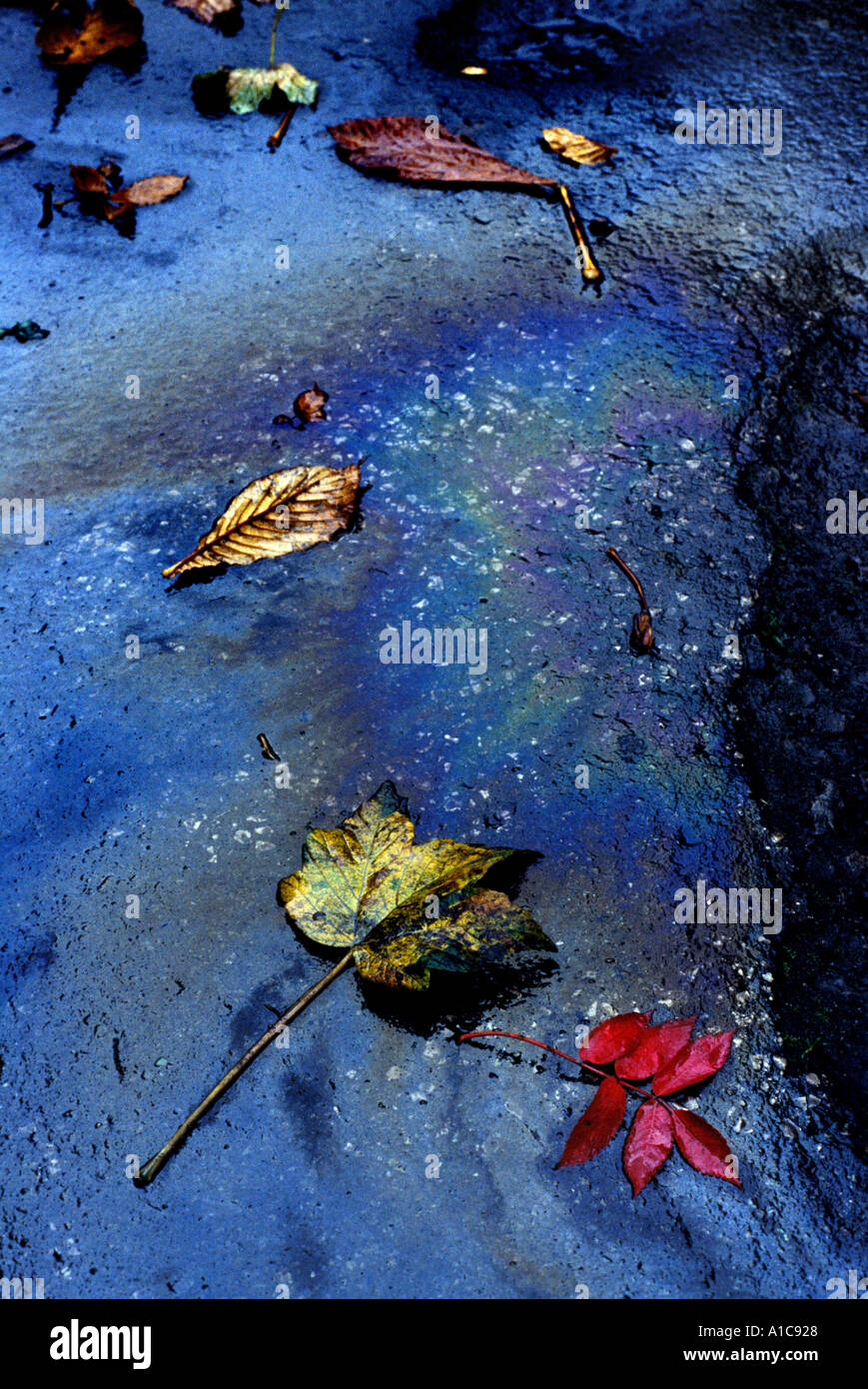 AUTUMN LEAVES FALLEN ON OIL SPILL METAPHOR FOR POLLUTION GLOBAL WARMING ...