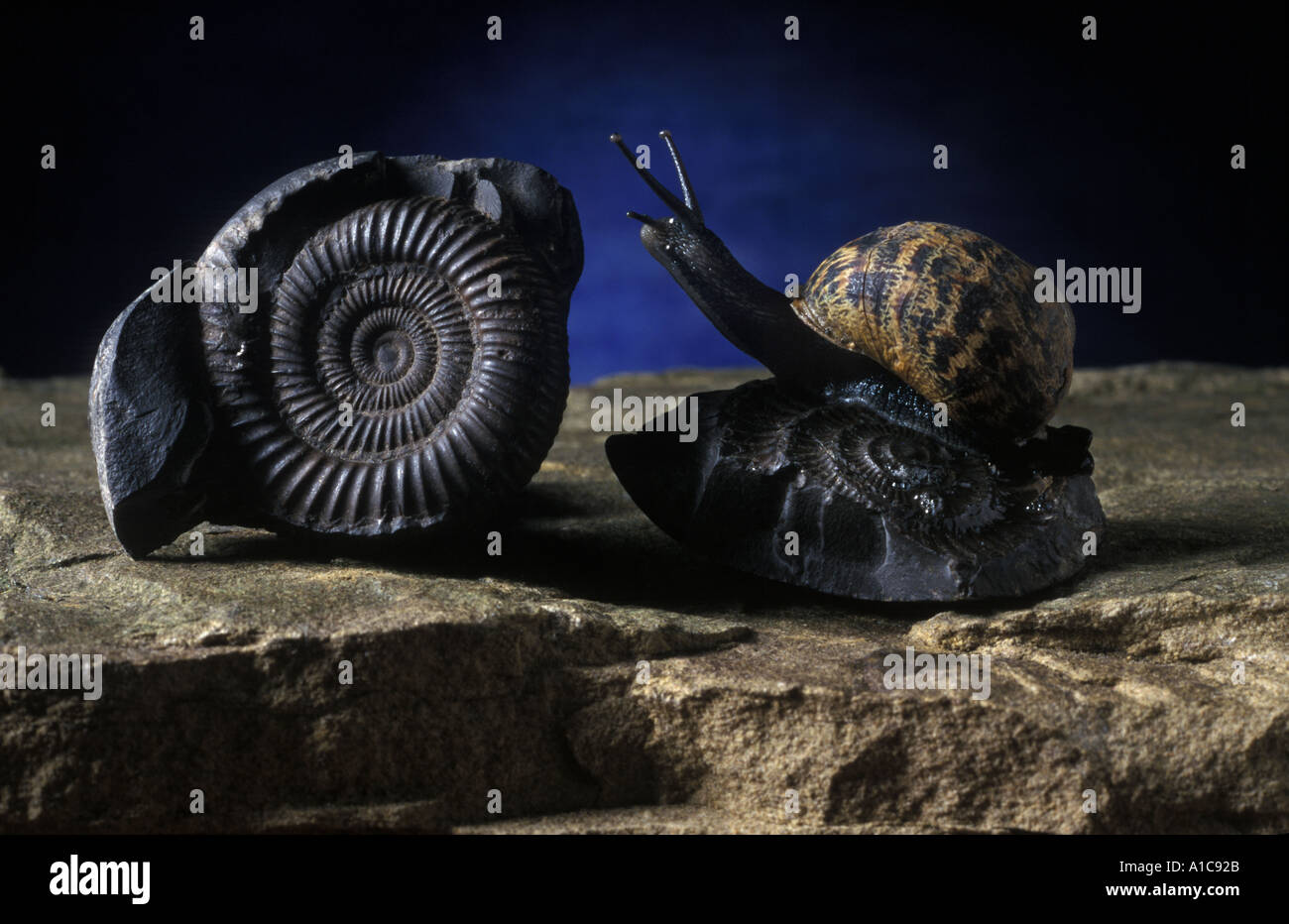 Fossil snail hi-res stock photography and images - Alamy