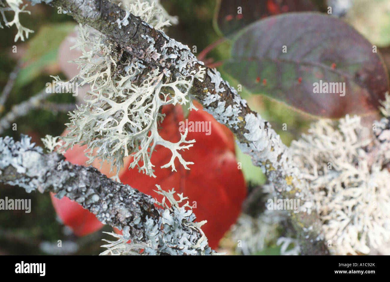 Lichen ramalina spec hi-res stock photography and images - Alamy