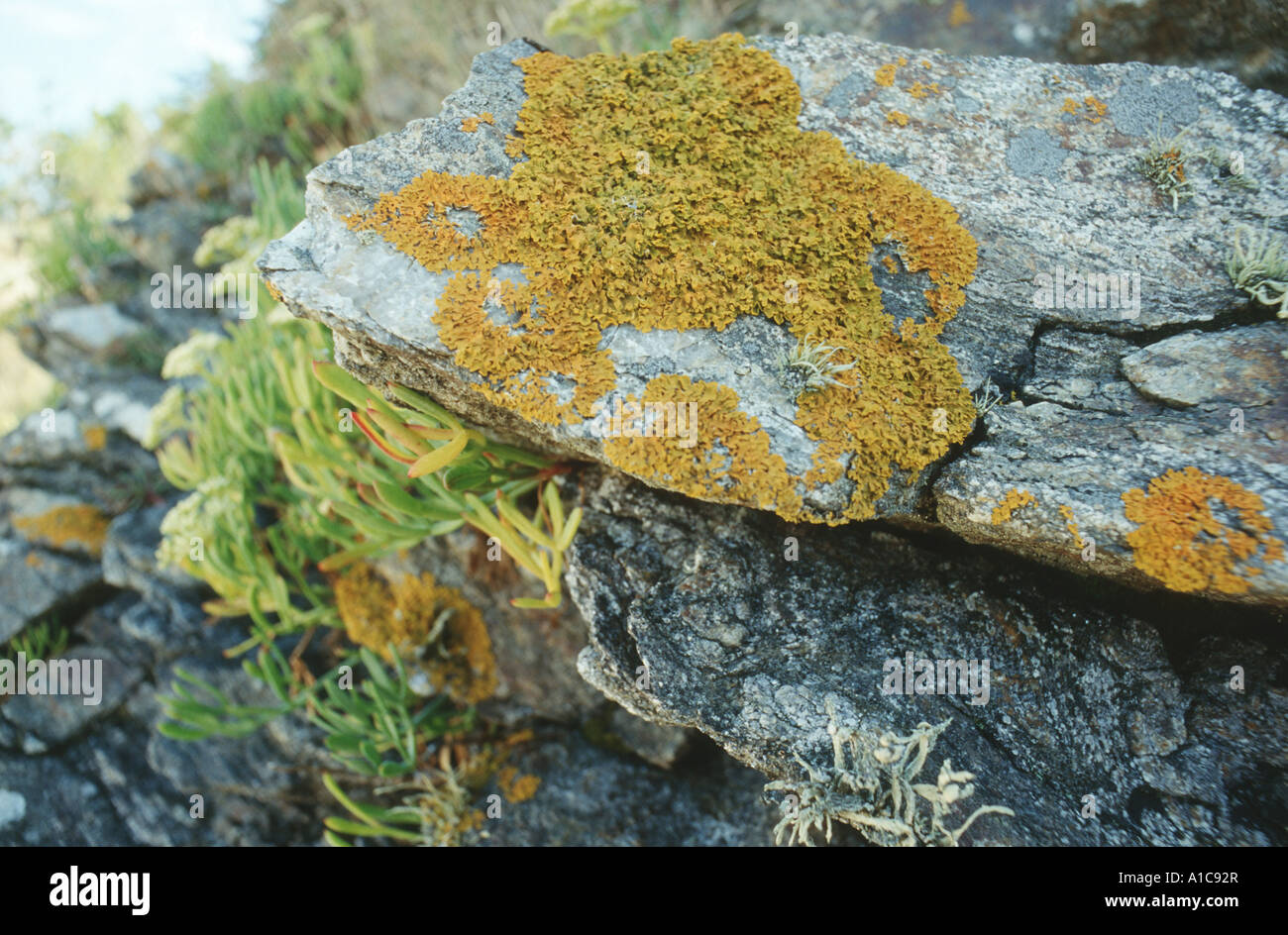 common orange lichen, yellow scale, maritime sunburst lichen (Xanthoria ...