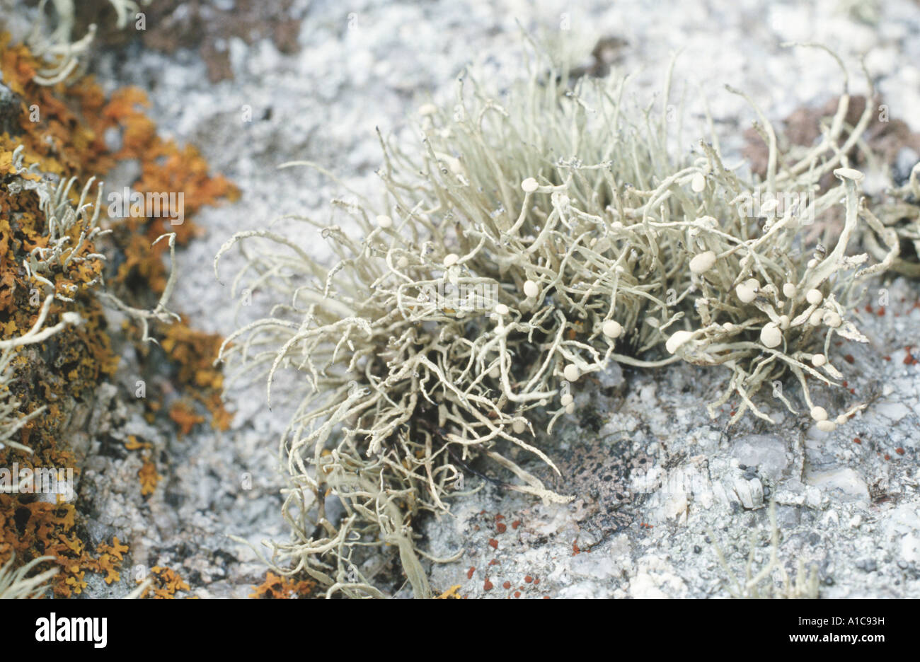 Sea ivory ramalina siliquosa hi-res stock photography and images - Alamy