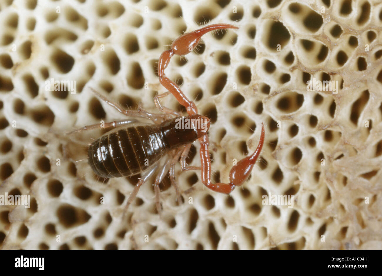 False scorpions hi-res stock photography and images - Alamy